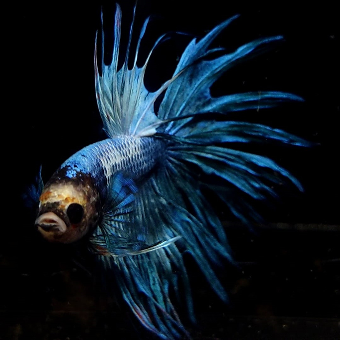 Crowntail Multicolor Indonesia