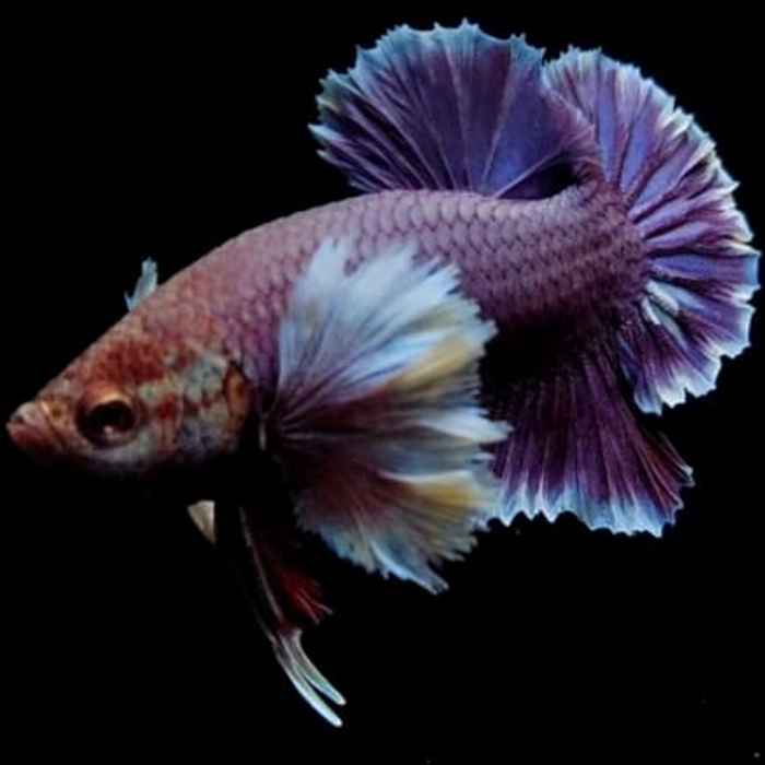 Crowntail Multicolor Indonesia