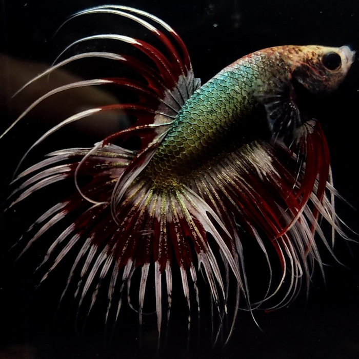 Crowntail Multicolor Indonesia