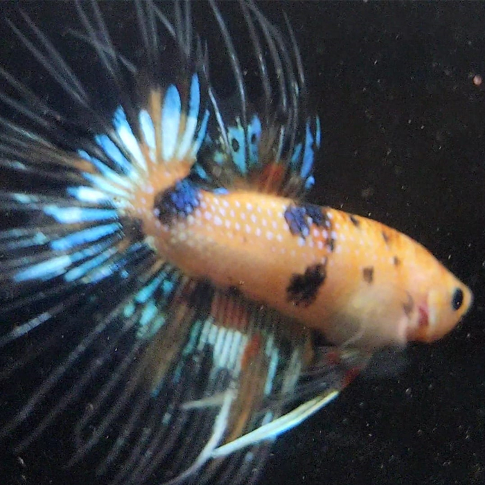 Crowntail Multicolor Indonesia