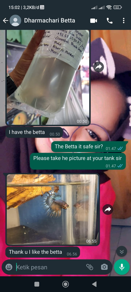 Crowntail Multicolor Indonesia